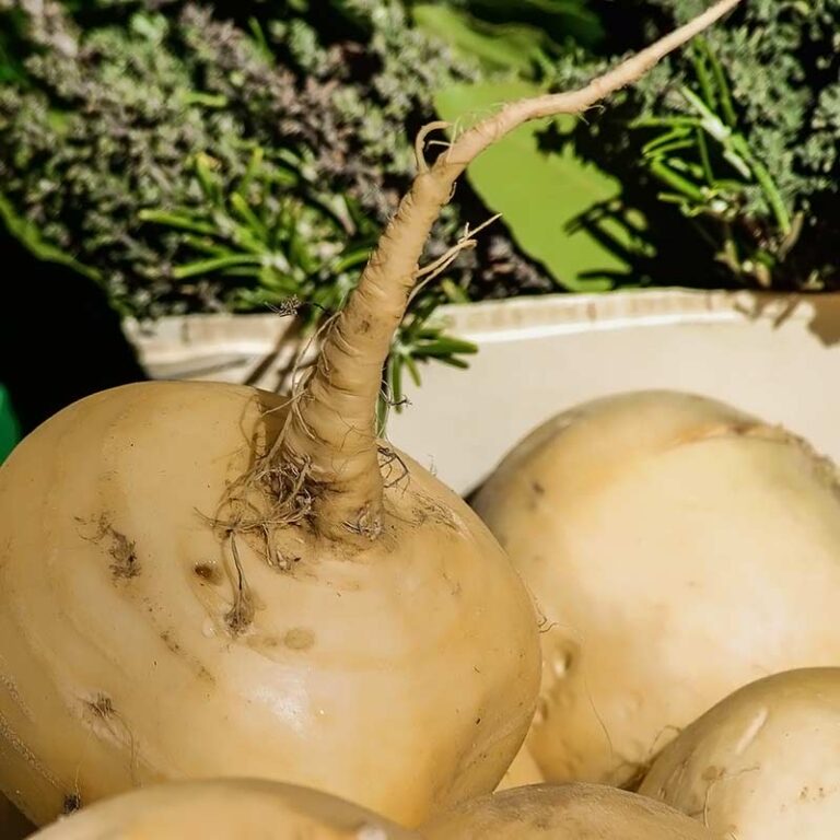 Majroe Golden Ball - Urtegartneriet