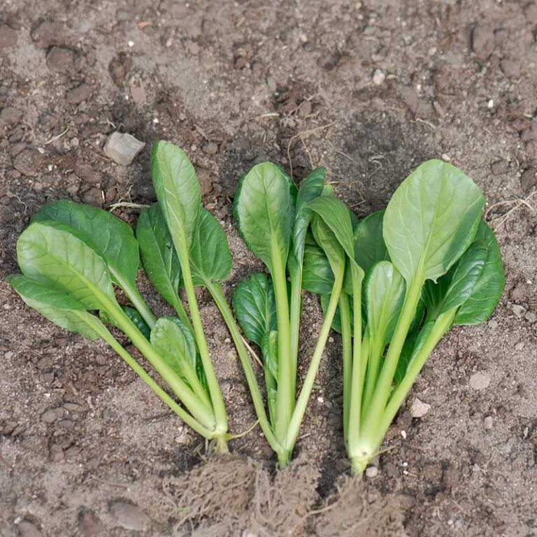 Kål, Pak choi Tatsoi - Urtegartneriet