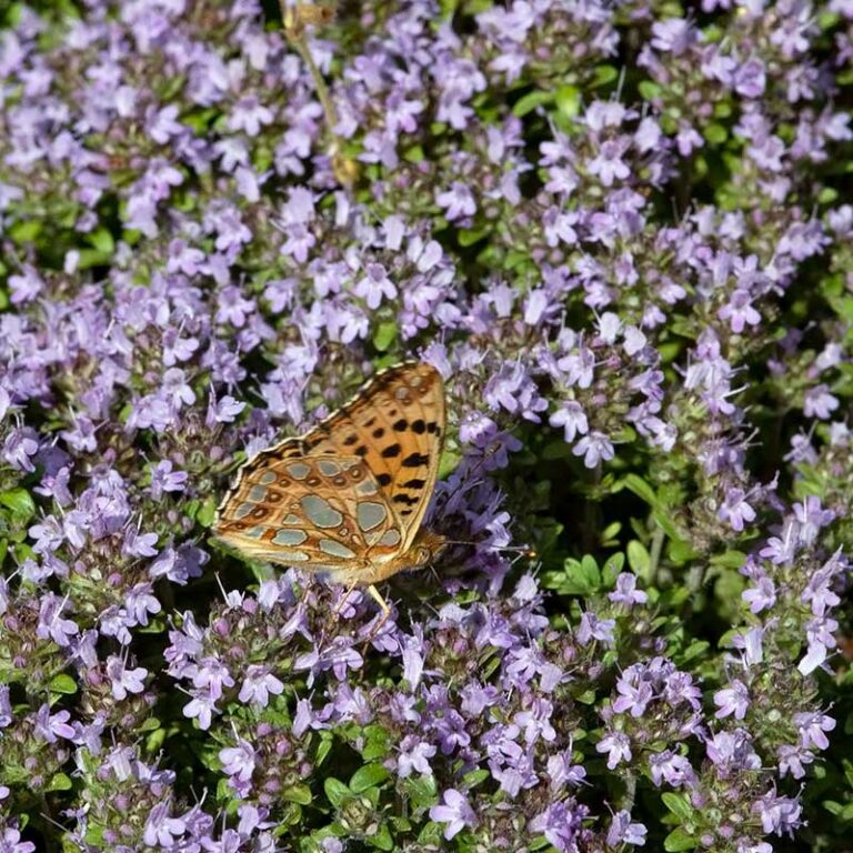 Timian, smalbladet Vild Timian - Urtegartneriet